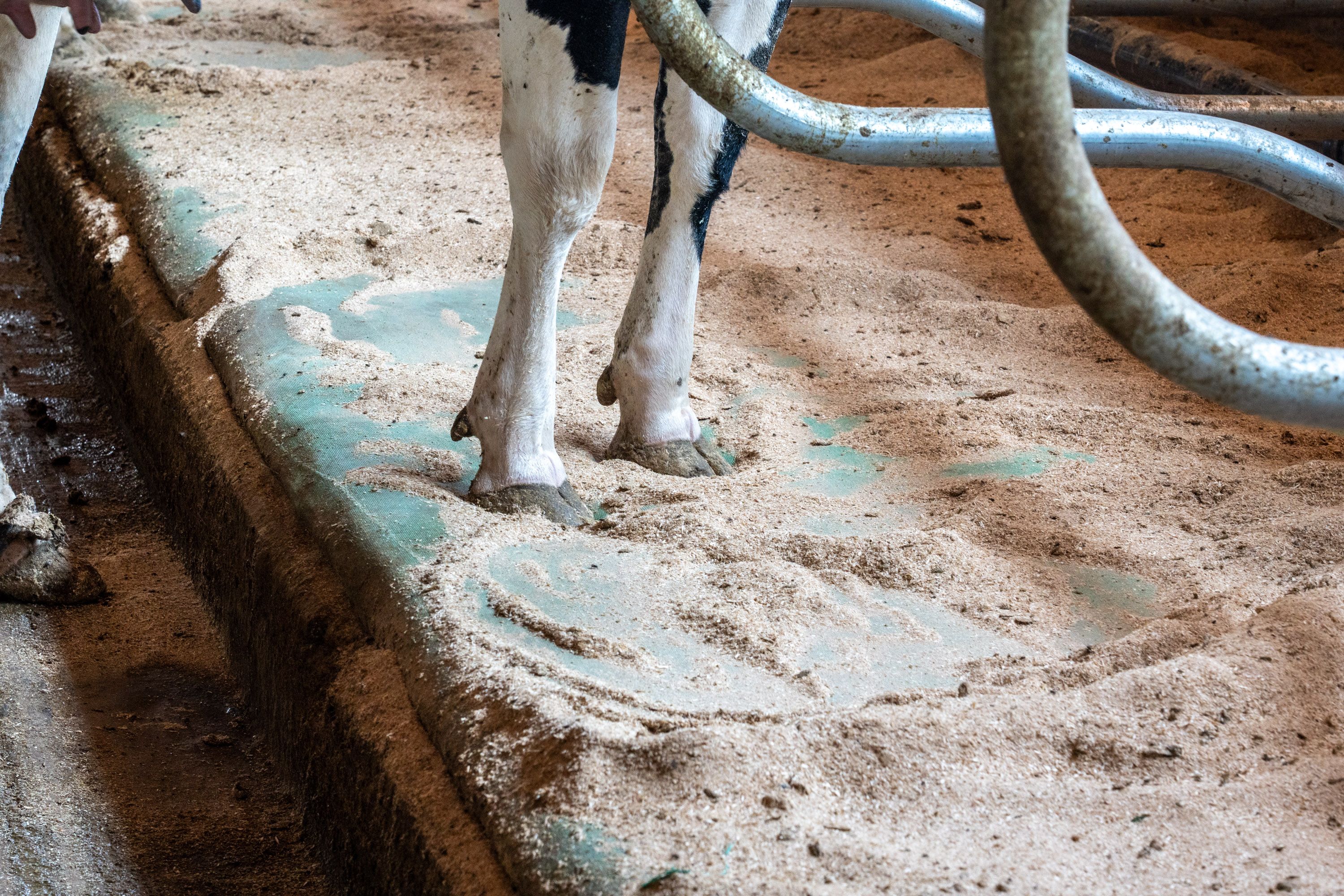 AGRICOW srl | PIONIERI DEL BENESSERE ANIMALE